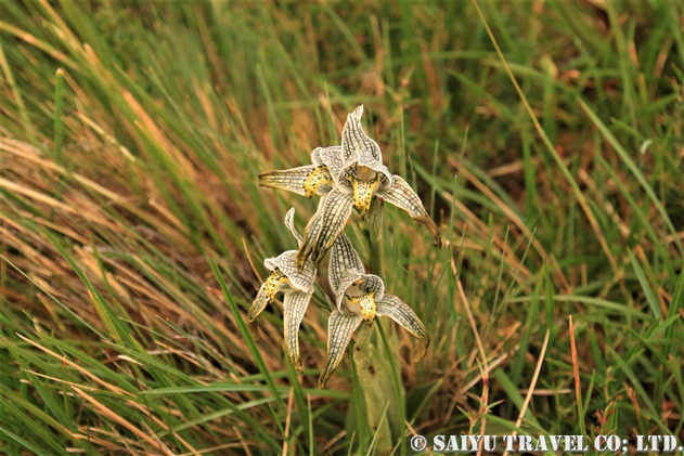 クロラエア・マゲラニカ（Chloraea magellanica） – 世界の花だより