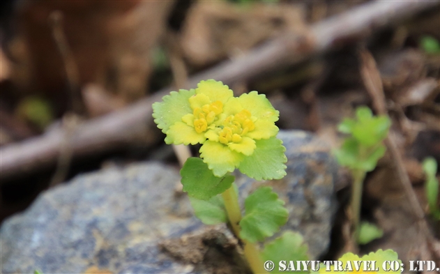 ネコノメソウ（猫の目草：Chrysosplenium grayanum） – 世界の花だより