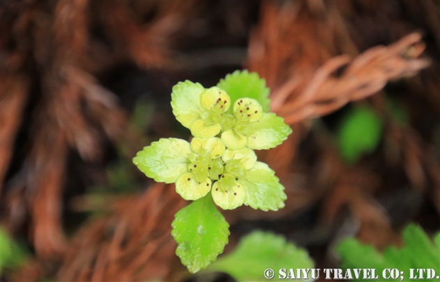 ネコノメソウ（猫の目草：Chrysosplenium grayanum） – 世界の花だより