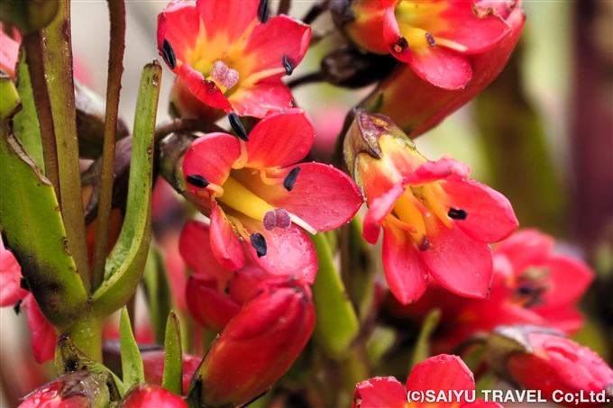 プカ・マカ（Puka maqa – Puka maqashka／Gentianella weberbaueri） – 世界の花だより