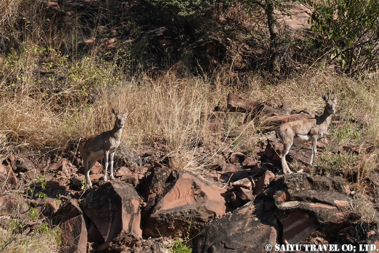 Punjab Urial (Salt Range) – Re:Discover Pakistan