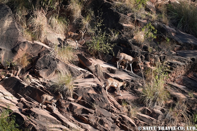 Punjab Urial (Salt Range) – Re:Discover Pakistan