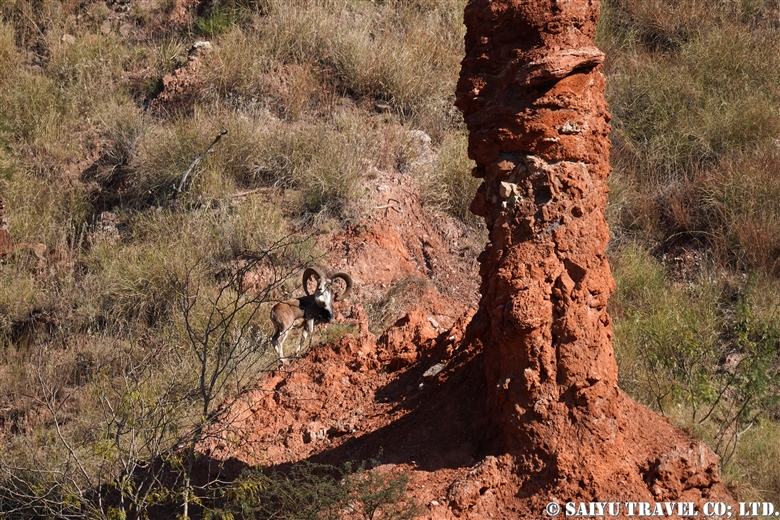 Punjab Urial (Salt Range) – Re:Discover Pakistan