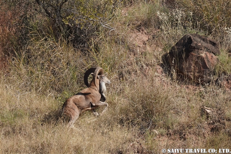 Punjab Urial (Salt Range) – Re:Discover Pakistan