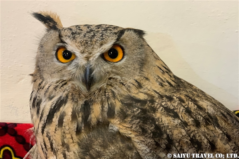 Himalayan eagle-owl - DISCOVER PAKISTAN