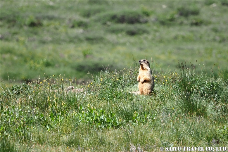 bear - DISCOVER PAKISTAN