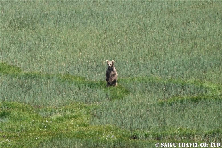 Searching for Himalayan Brown Bears in the Deosai Plateau in the ...