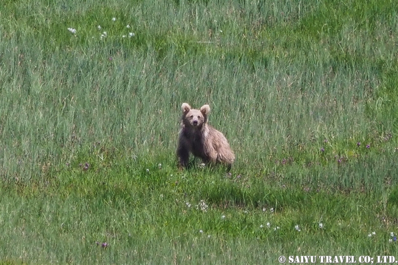 Searching for Himalayan Brown Bears in the Deosai Plateau in the ...