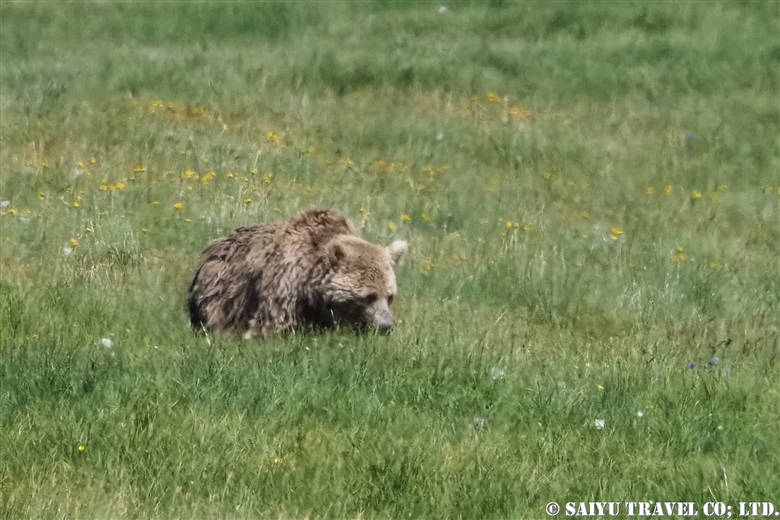 Searching for Himalayan Brown Bears in the Deosai Plateau in the ...