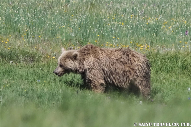 Searching for Himalayan Brown Bears in the Deosai Plateau in the ...
