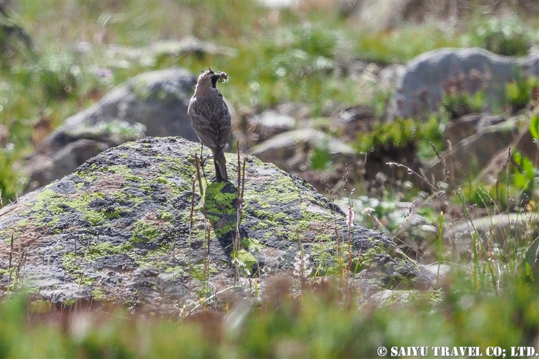 ヒマラヤヒグマ Himalayan Brown Bear - ワイルドライフ Wildlife ～世界の野生動物観察日記～