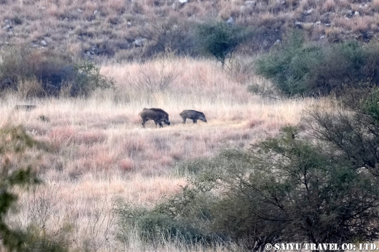 In Serch of Punjab Urial – Kalabagh Private Game Reserve – Re:Discover ...