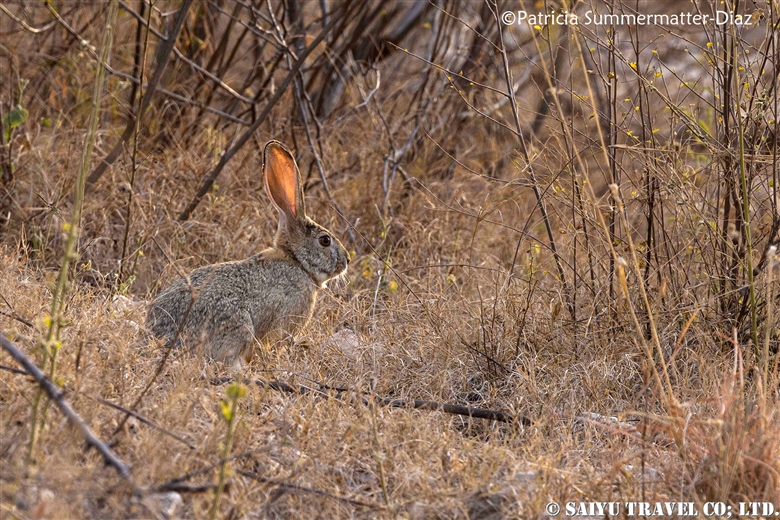 In Serch of Punjab Urial – Kalabagh Private Game Reserve – Re:Discover ...