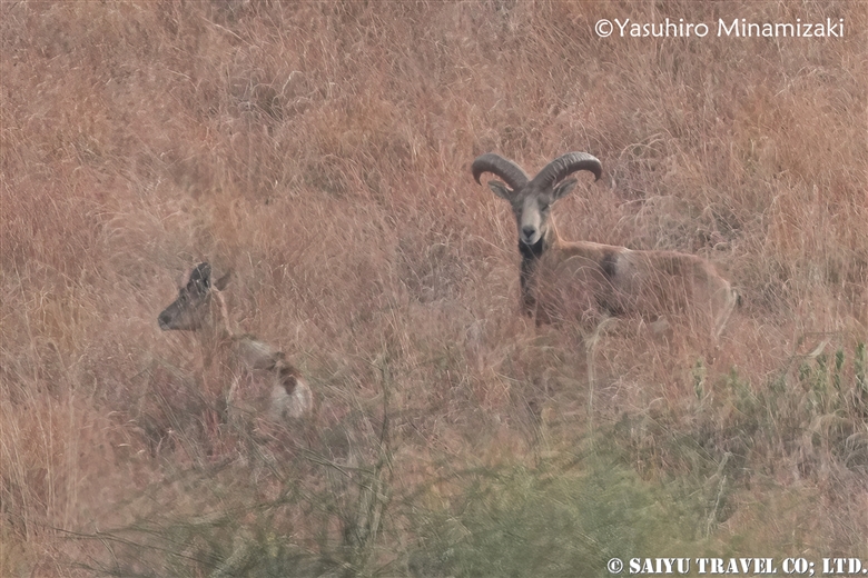 In Serch of Punjab Urial – Kalabagh Private Game Reserve – Re:Discover ...