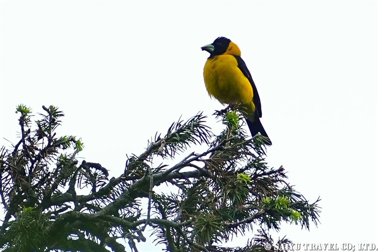 Birding in Pakistan - DISCOVER PAKISTAN