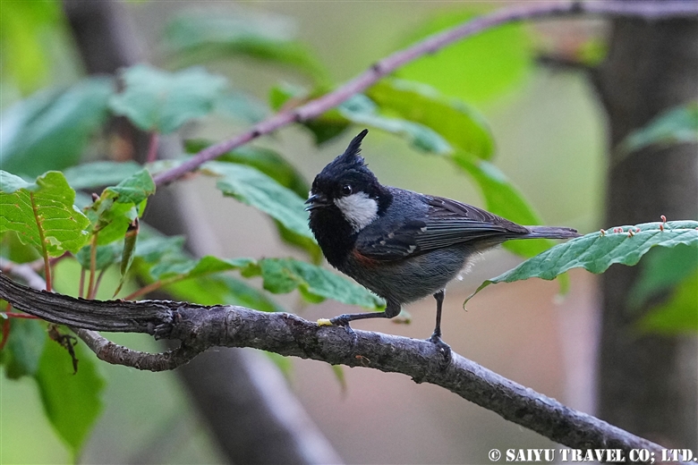 Birds of Pakistan - DISCOVER PAKISTAN