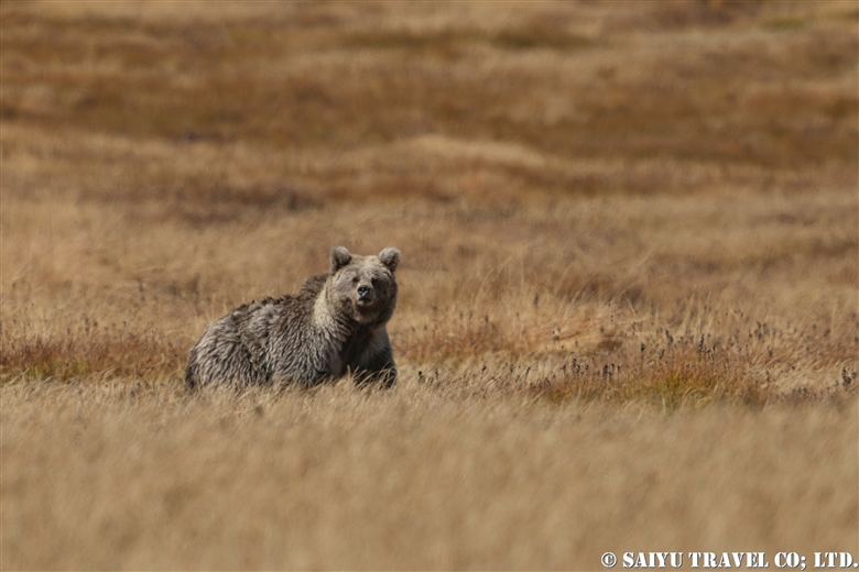 Deosai National Park Wildlife Camp in Autumn – In Search of the ...
