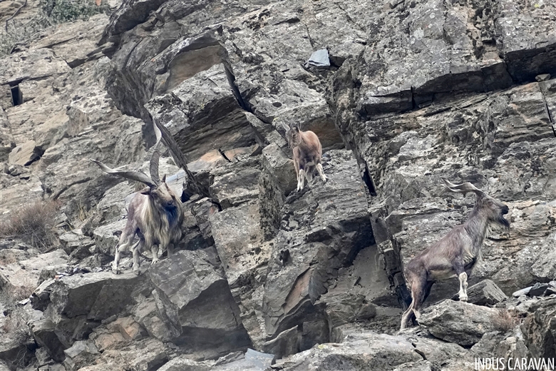 Wildlife Tour operator in Pakistan – Re:Discover Pakistan