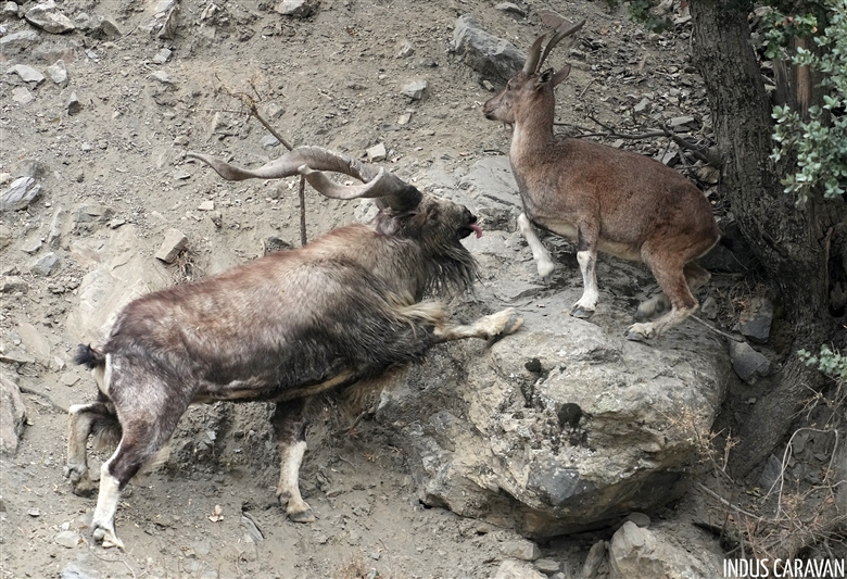 Wildlife Tour operator in Pakistan – Re:Discover Pakistan