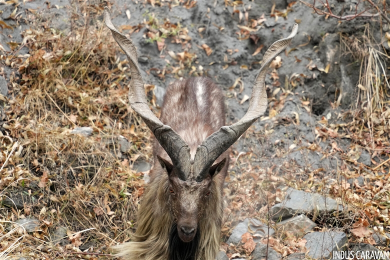 Wildlife Tour operator in Pakistan – Re:Discover Pakistan