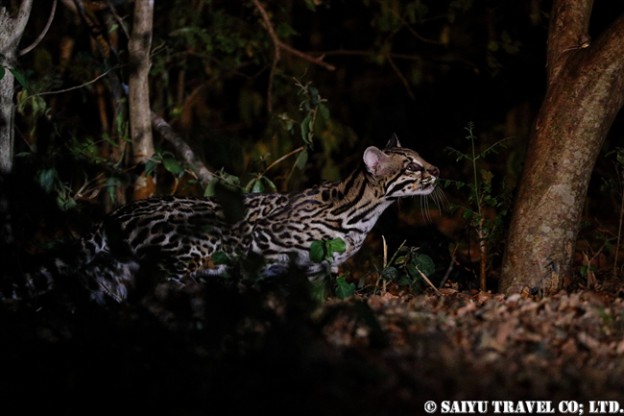 オセロット Ocelot - ワイルドライフ Wildlife ～世界の野生動物観察日記～