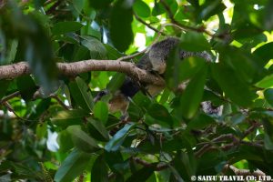 Moschiola meminna - ワイルドライフ Wildlife ～世界の野生動物観察日記～