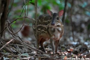 Moschiola meminna - ワイルドライフ Wildlife ～世界の野生動物観察日記～