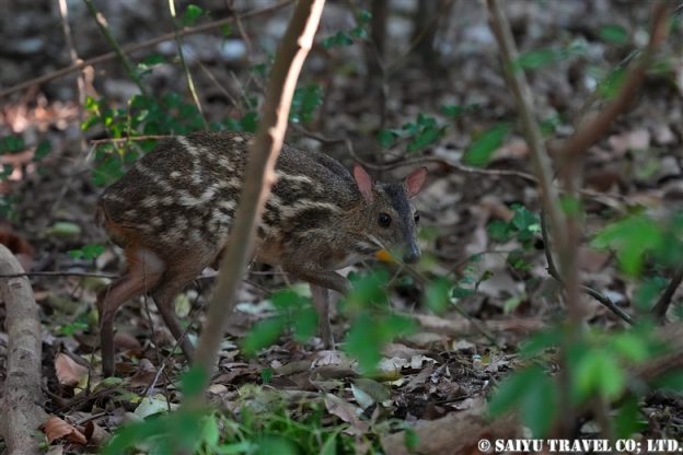 インドマメジカ - ワイルドライフ Wildlife ～世界の野生動物観察日記～