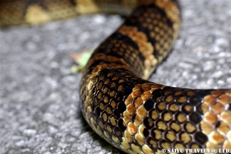 雨季の沖縄ハーピング：3種のトカゲモドキと出会う | ワイルドライフ Wildlife ～世界の野生動物観察日記～