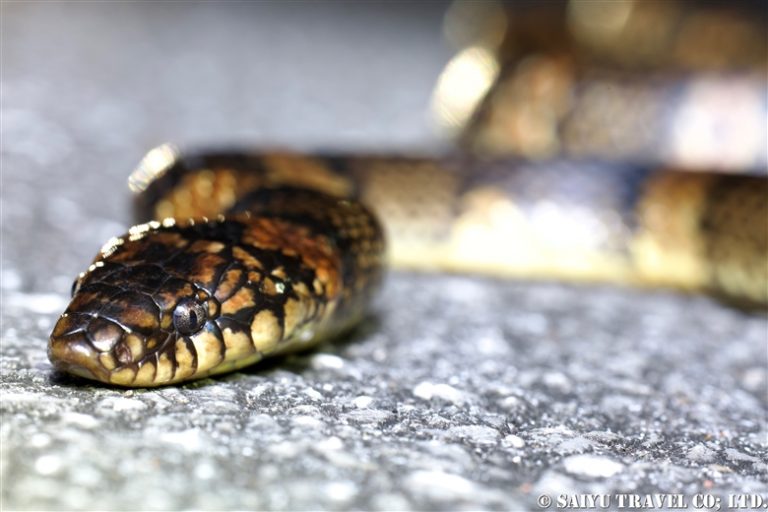 雨季の沖縄ハーピング：3種のトカゲモドキと出会う | ワイルドライフ Wildlife ～世界の野生動物観察日記～