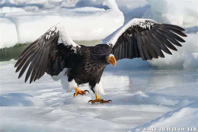 Rausu Drift Ice Cruise - Steller’s Sea Eagle Photography