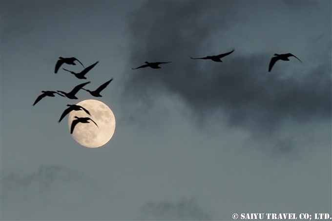 Greater White-fronted Goose - Wildlife of Japan｜Saiyu Travel