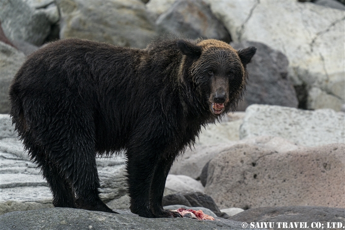 Shiretoko Peninsula: Brown Bears and Whales SAIYU TRAVEL