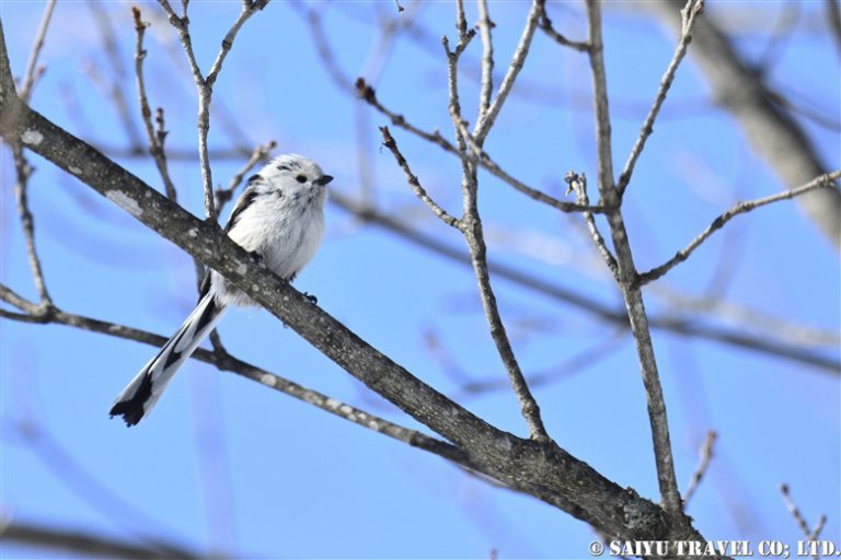 Shimaenaga - Wildlife of Japan｜Saiyu Travel