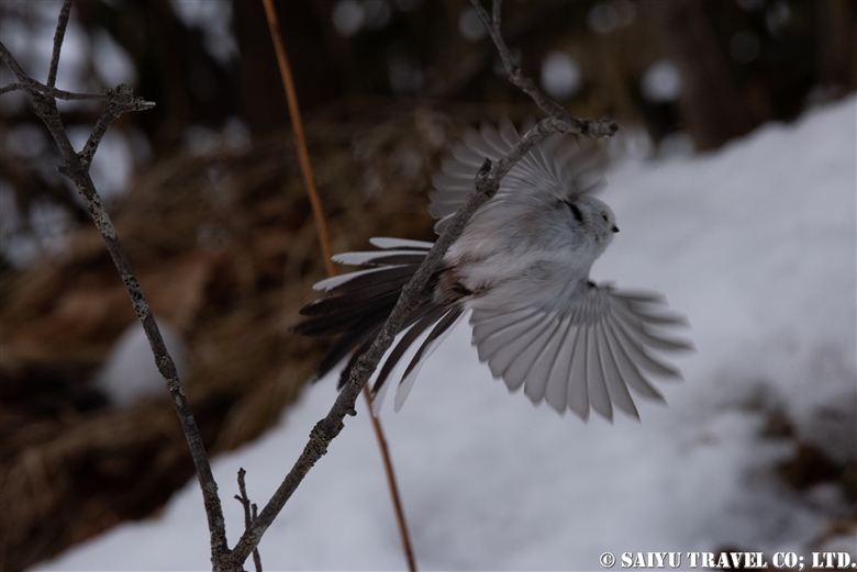 Hokkaido’s Long-tailed Tit - Wildlife of Japan｜Saiyu Travel