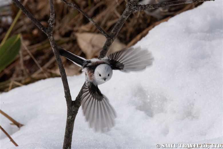 Hokkaido’s Long-tailed Tit - Wildlife of Japan｜Saiyu Travel