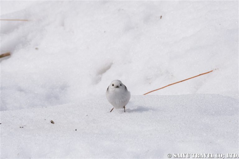 Shimaenaga - Wildlife of Japan｜Saiyu Travel
