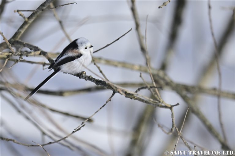 Shimaenaga - Wildlife of Japan｜Saiyu Travel