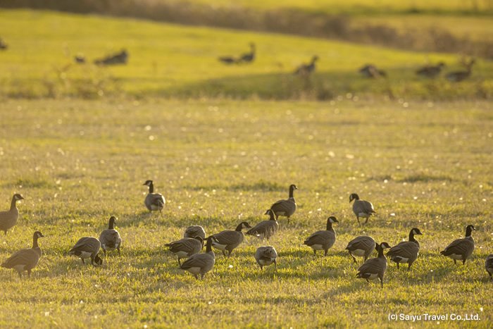 - Goose family - Wildlife of Japan｜Saiyu Travel