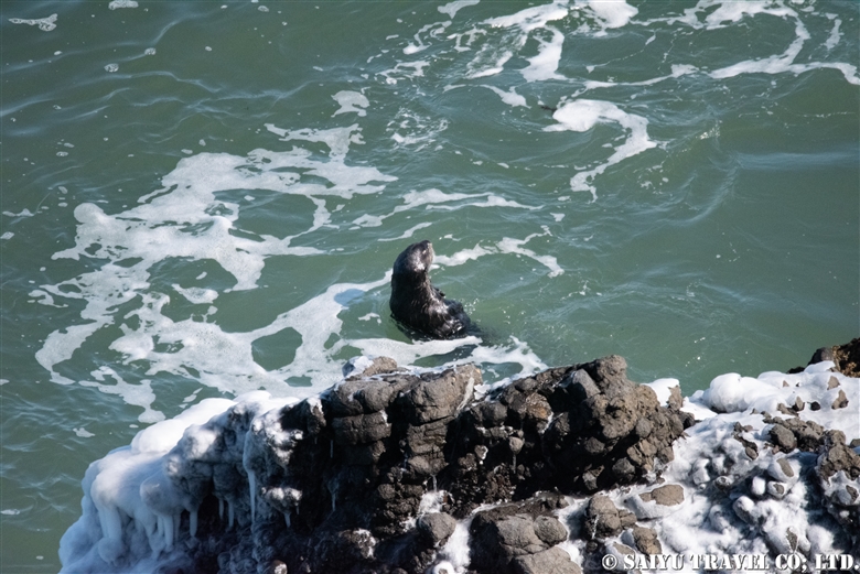 Sea Otters of Eastern Hokkaido WILDLIFEJAPAN SAIYU TRAVEL