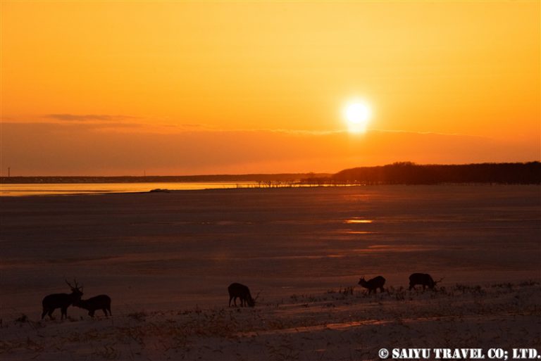 Ezo Sika Deer of the Notsuke Wildlife of Japan Saiyu Travel
