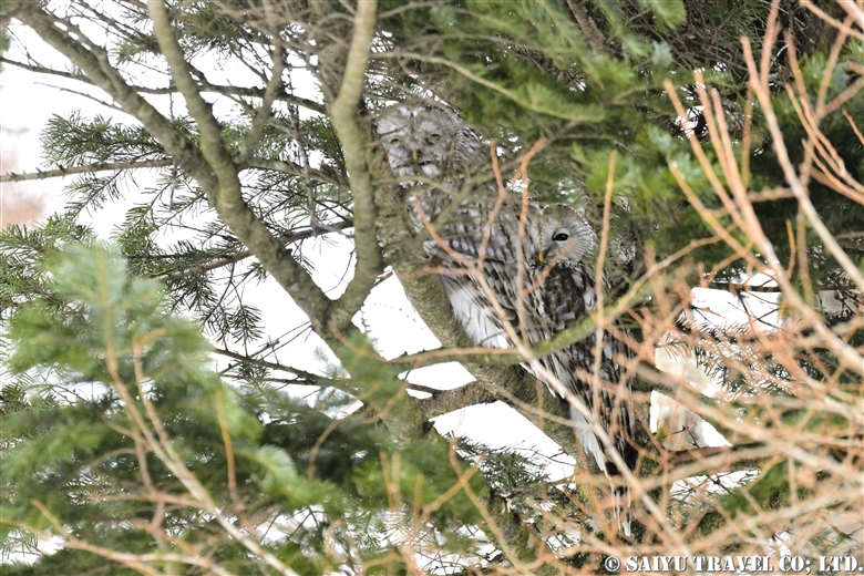 Strix uralensis japonica - Wildlife of Japan｜Saiyu Travel