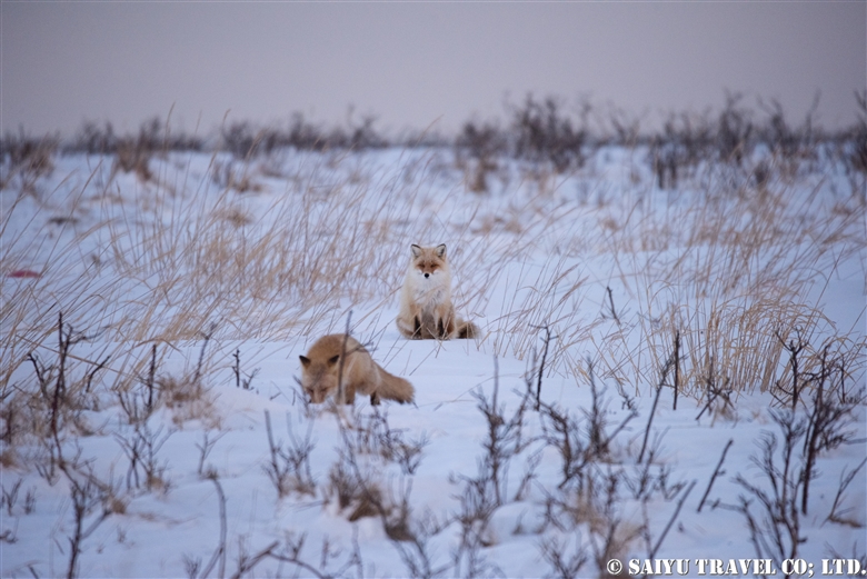 Ezo Red Fox Hokkaido Winter Wildlife of Japan Saiyu Travel