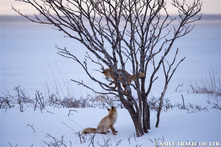 Hokkaido Fox - Wildlife of Japan｜Saiyu Travel