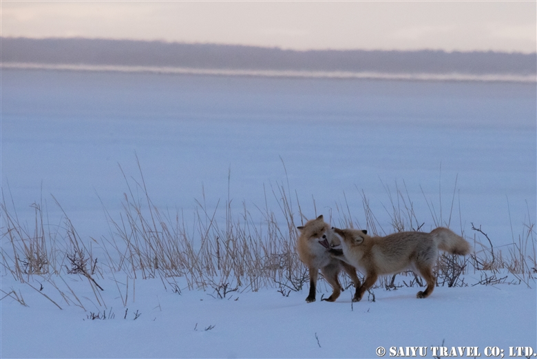 Ezo Red Fox Hokkaido Winter Wildlife of Japan Saiyu Travel