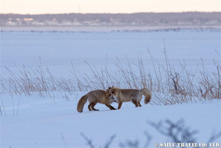 Hokkaido Fox - Wildlife of Japan｜Saiyu Travel