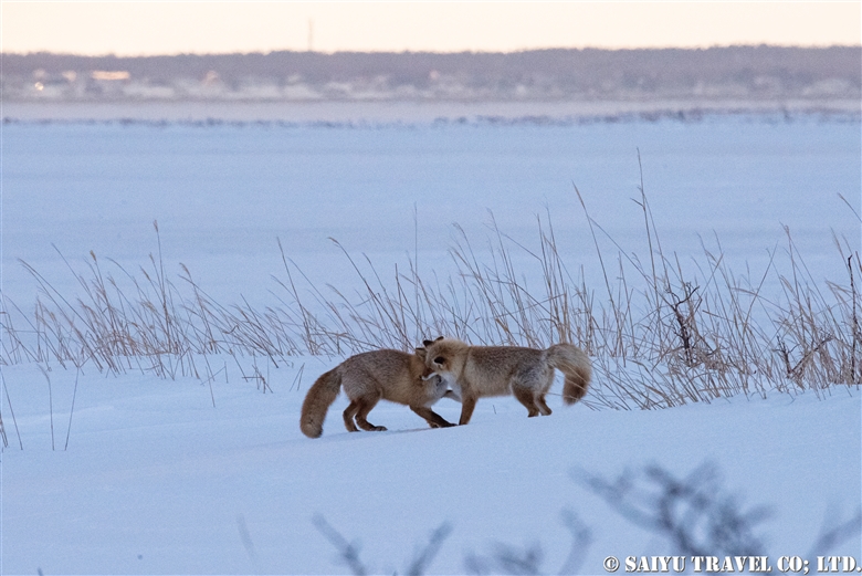 Ezo Red Fox Hokkaido Winter Wildlife of Japan Saiyu Travel