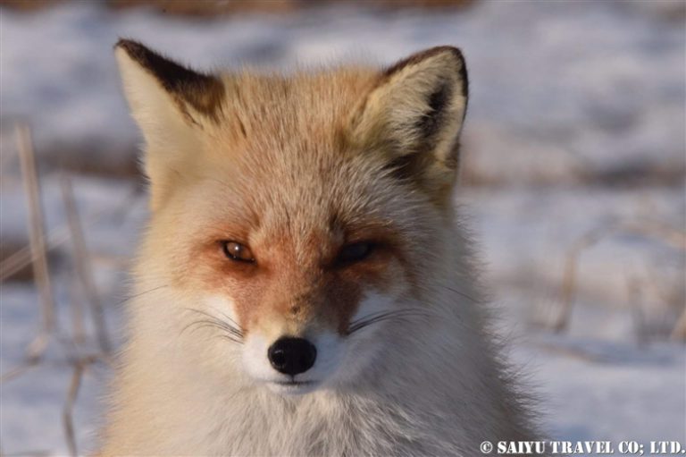 Ezo Red Fox Hokkaido Winter Wildlife of Japan Saiyu Travel