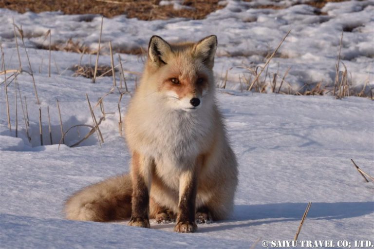 Hokkaido Fox - Wildlife of Japan｜Saiyu Travel
