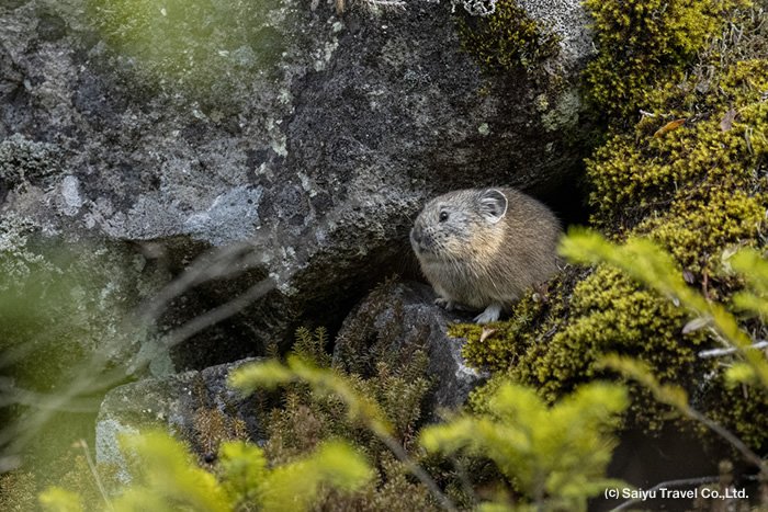 - Pika - Wildlife of Japan｜Saiyu Travel
